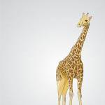 Yellow And Brown Giraffe - Gray Illustrated Print - 8 X 10 Archival ...